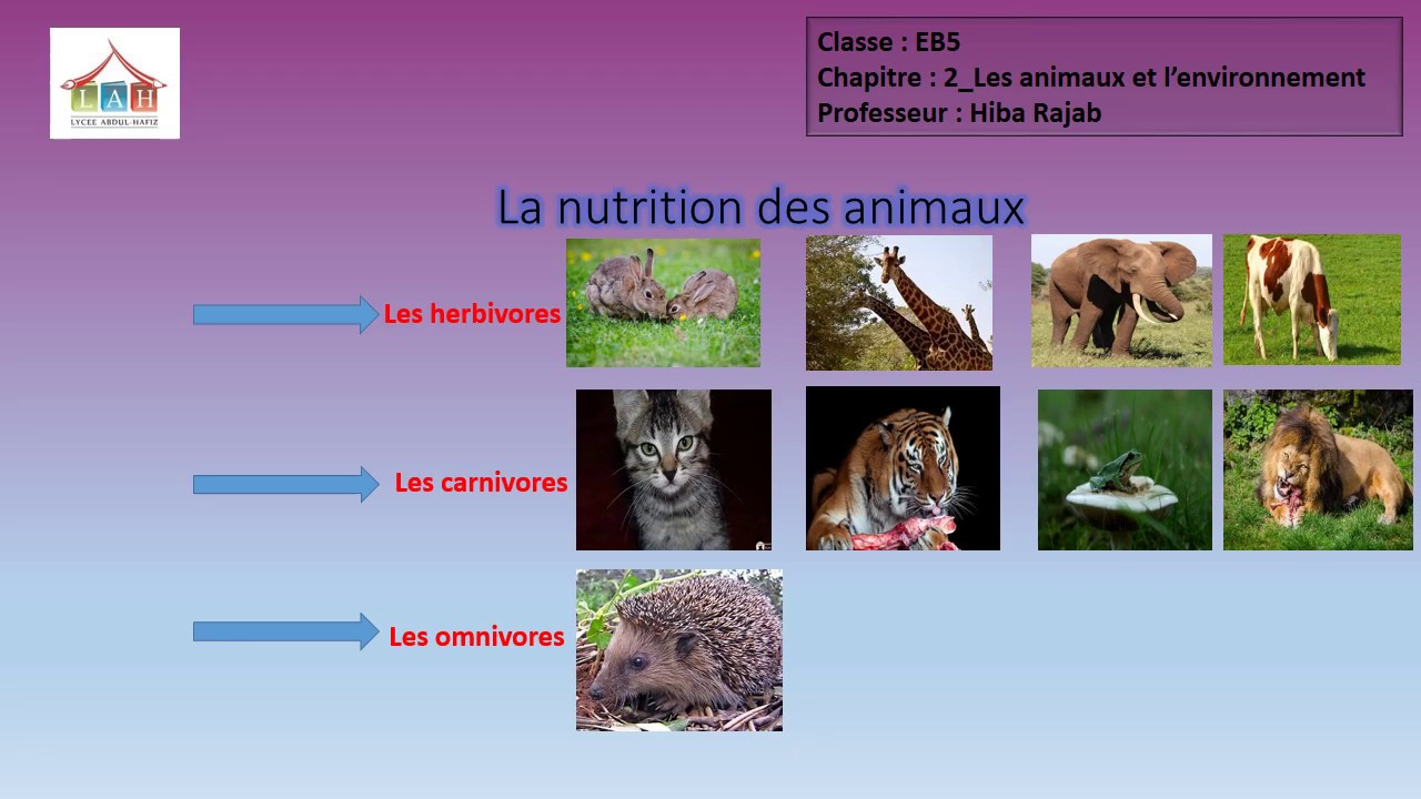EB5 Sciences La denture des animaux - YouTube
