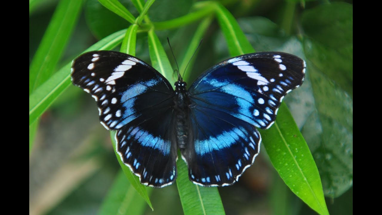 Butterflies of Kenya |East Africa |Tropical Butterflies #viral #nature ...