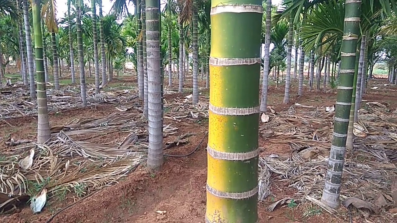 ADIKE THOTA NAMMA THOTA - YouTube