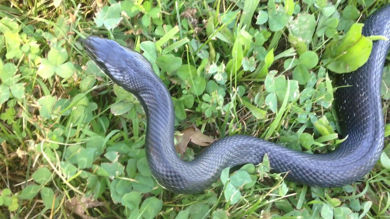 Rat Snake Up Close - YouTube