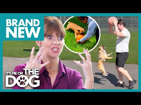 When he sees balls, the French Bulldog goes NUTS. [Complete Guide]