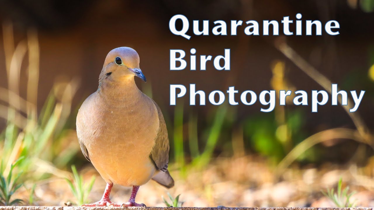 Quarantine Bird Photography - YouTube