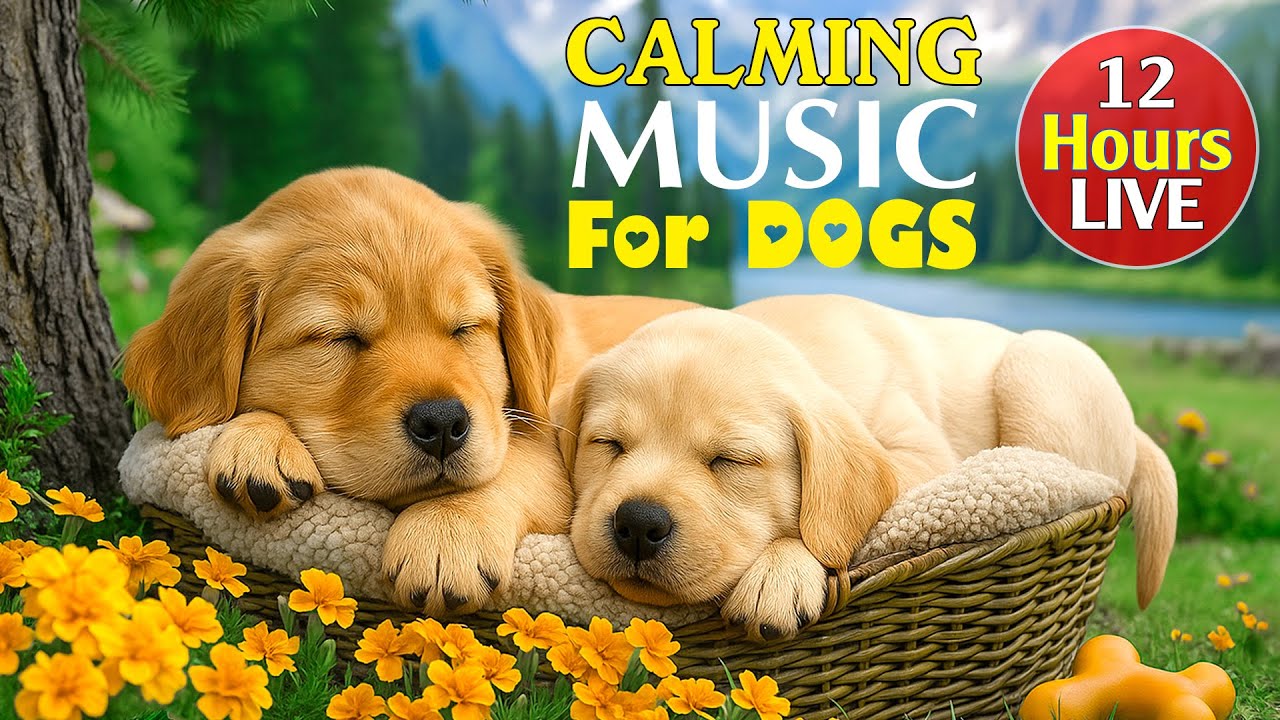 [🔴LIVE] Calming Music for Dogs🐾Peaceful Tunes to Help Your Dog Unwind🐶 ...