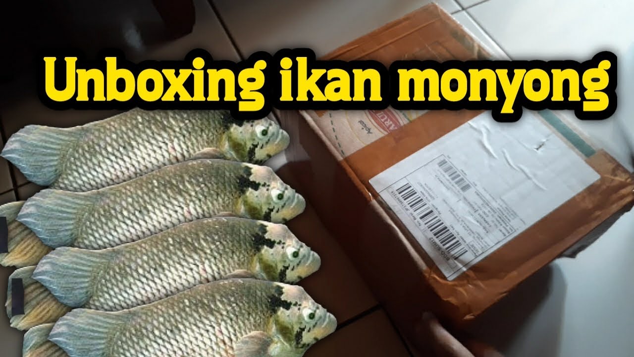 UNBOXING!. Paket ikan monyong. - YouTube
