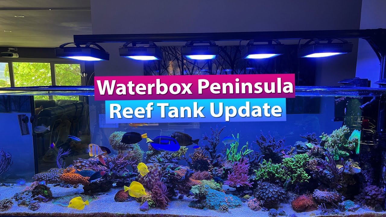 Waterbox Peninsula Saltwater Reef Tank update & Tour - YouTube