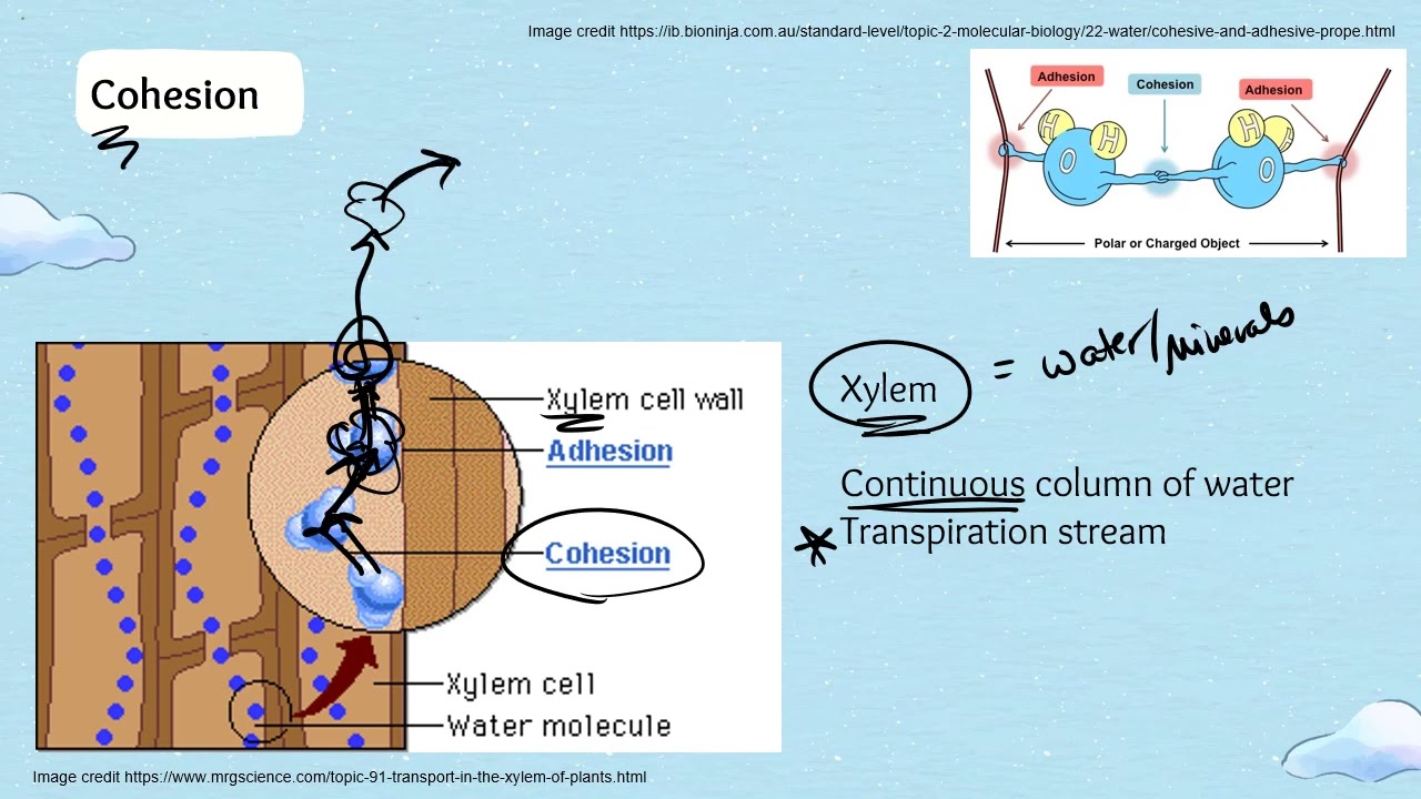 Xylem Structure Bioninja IB Biology Topic 9 Plant Biology Flashcards