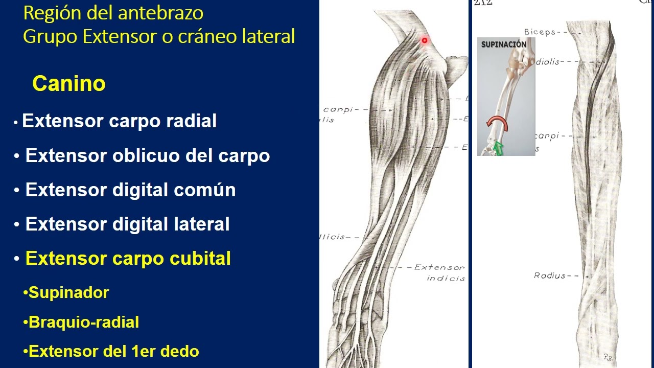 Miología de equino y Canino Parte 5: Músculos del Miembro Anterior o ...
