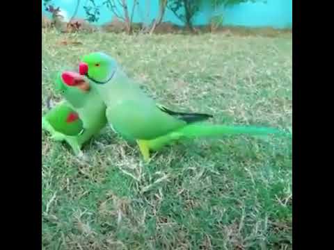 My parrots dance - YouTube