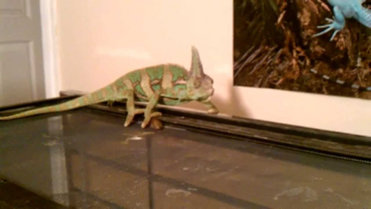 Chameleon eating - YouTube