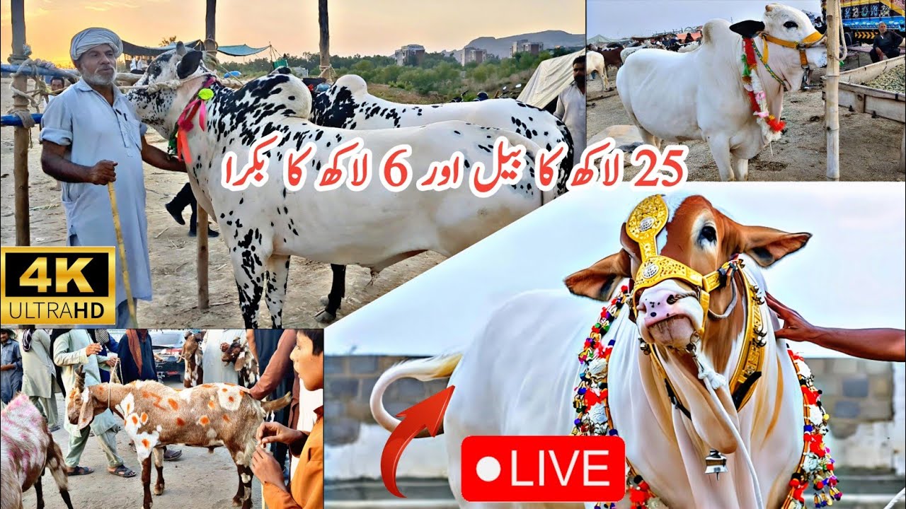 Exclusive Footage: Sangjani Islamabad Cattle Market on Eid ul Adha 2024 ...