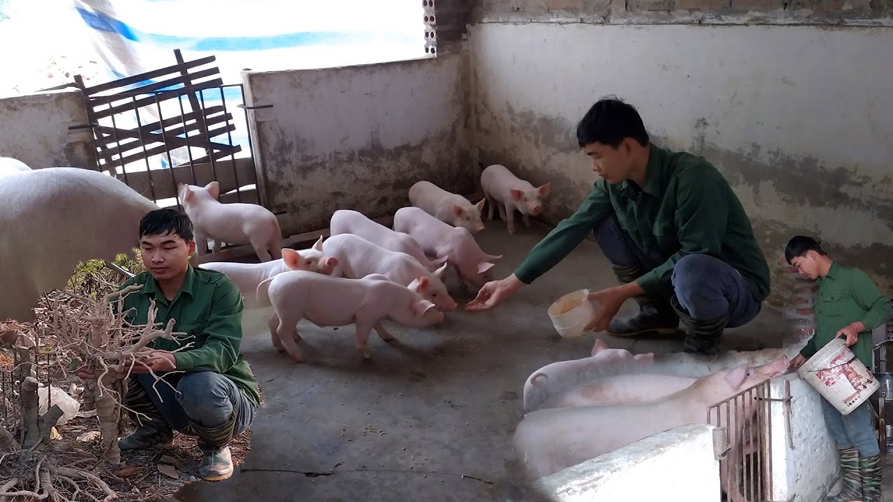 Taking care of 2 month old piglets learning to eat bran, dig up cloves ...