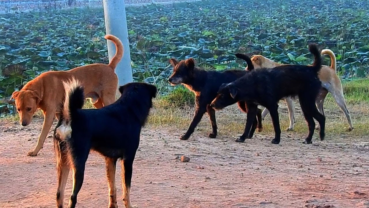 Happy to meeting many dog come to meet srey moy thy are very strong try ...