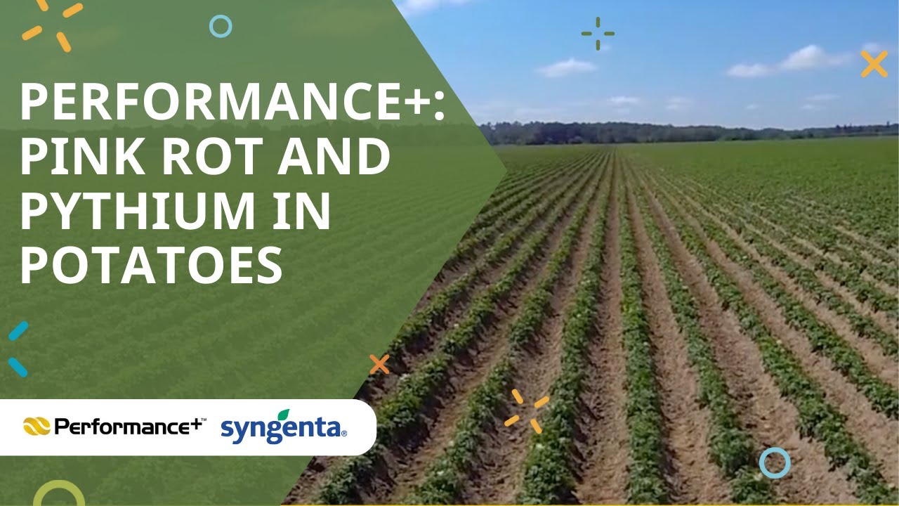 Performance+: Pink Rot and Pythium in potatoes - YouTube