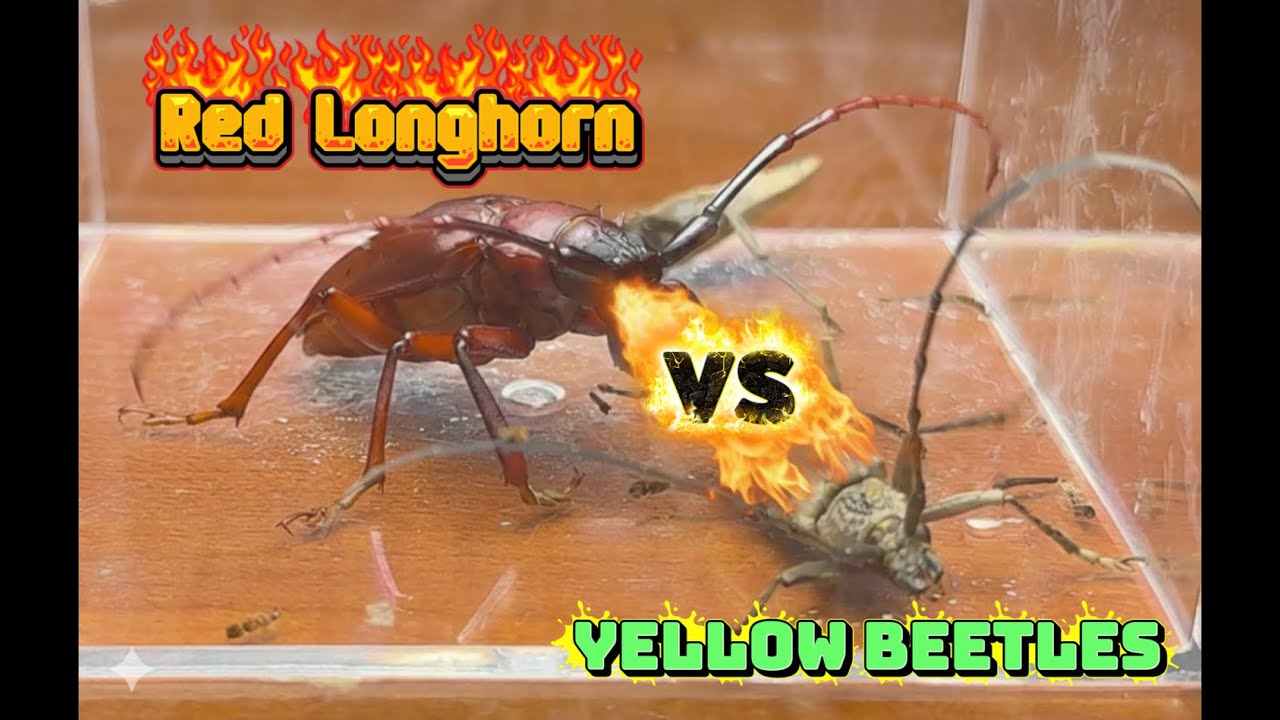 Kung Fu Red Longhorn Beetle Beats Two Yellow Beetles – An Epic Insect ...