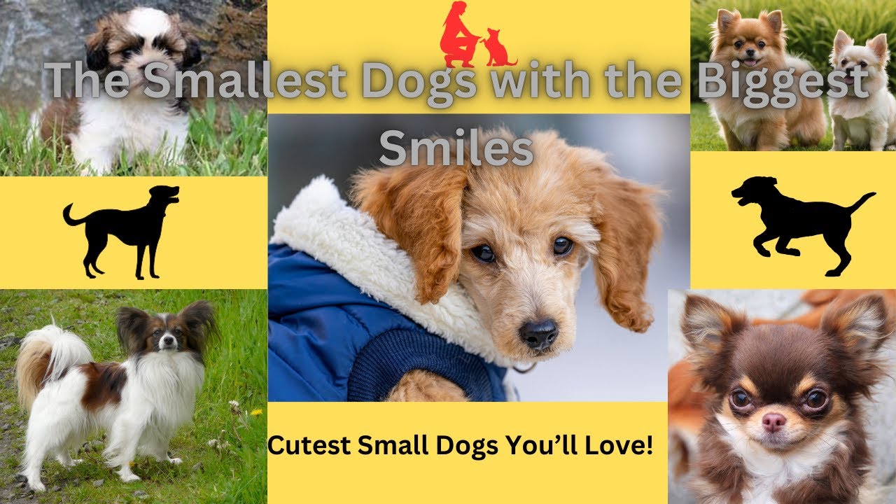 Meet the Teeniest, Tiniest Dogs in the World! Adorable Small Dogs That ...