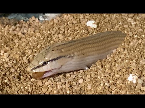 2023/05/14奧丁石龍Chalcides sepsoides - YouTube