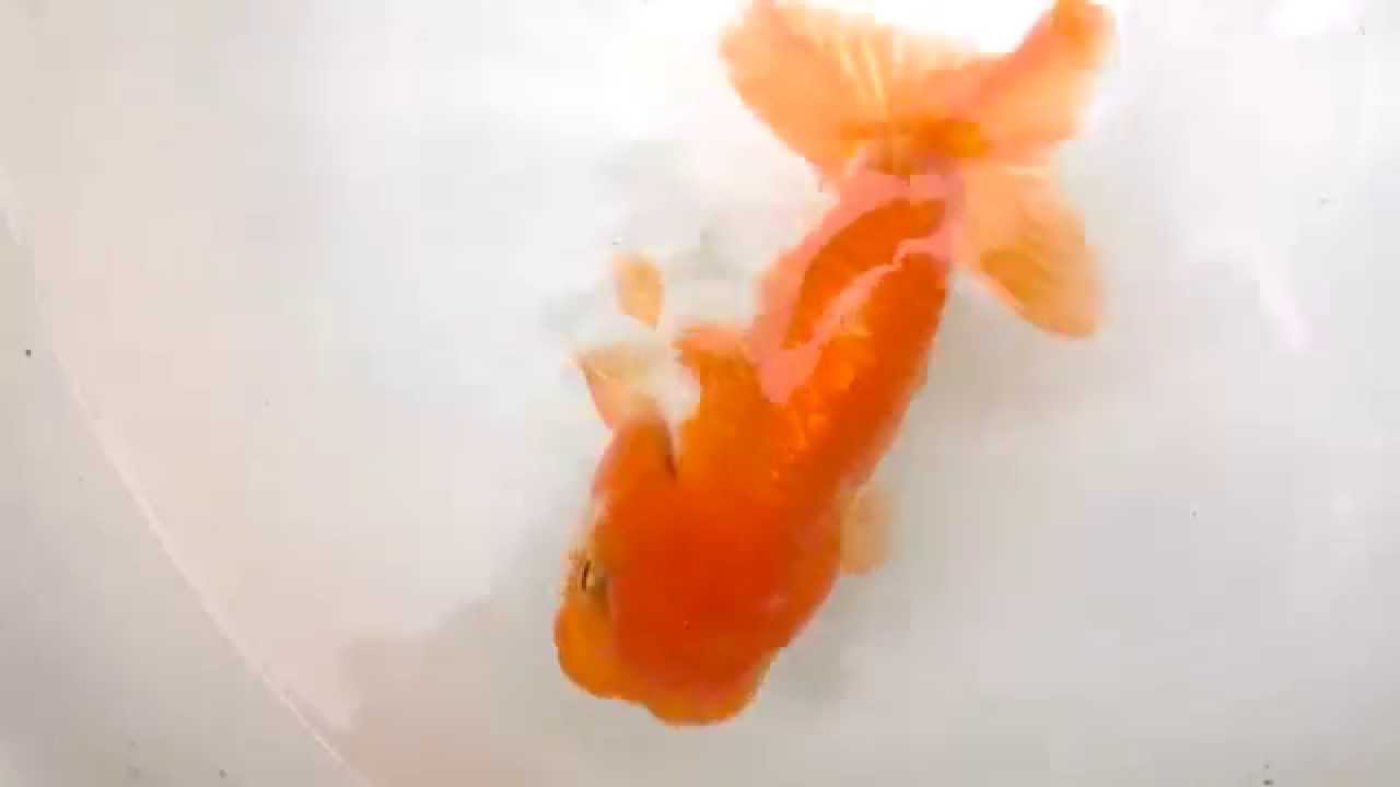 female top view ranchu (tvr) - YouTube