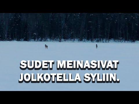 Sudet meinasivat tulla syliin.