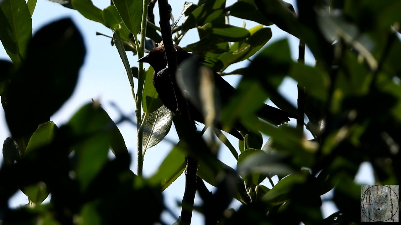 Lovely song of the brown headed Cowbird 🎶 ️🎶 #short - YouTube