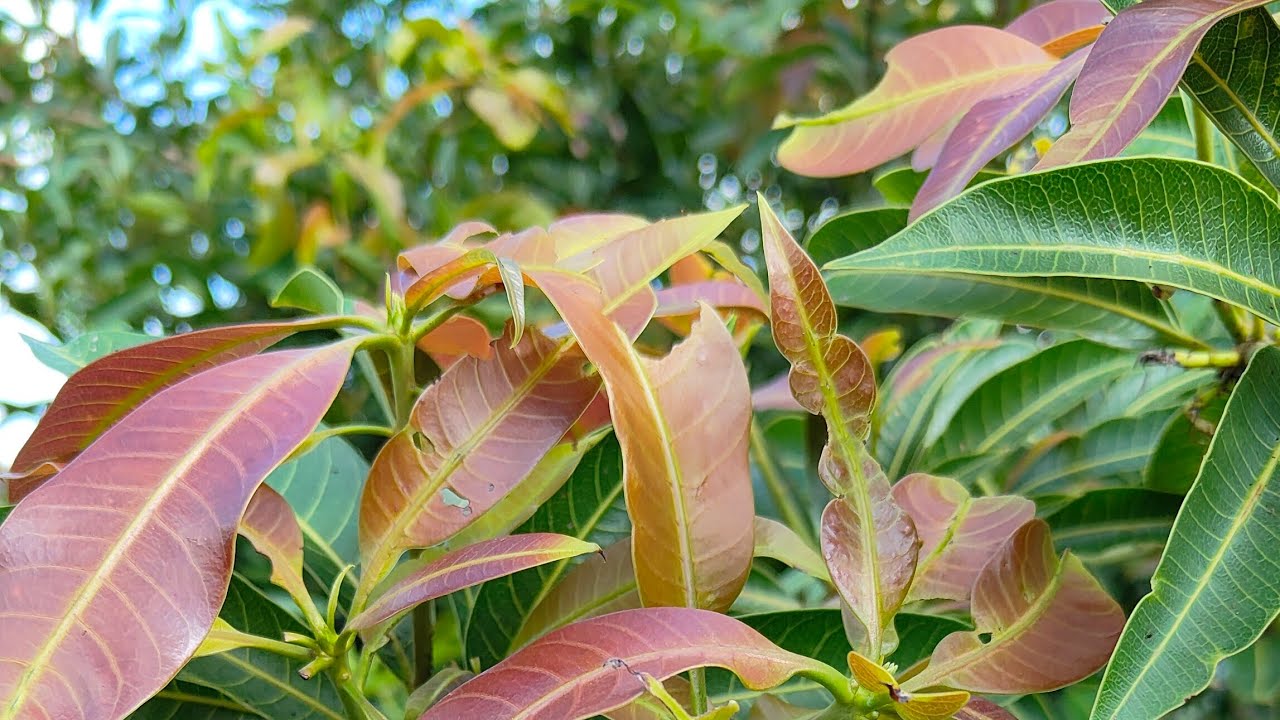 mango 🥭 plant treatment, How can control gamosis, malformation, fungus ...