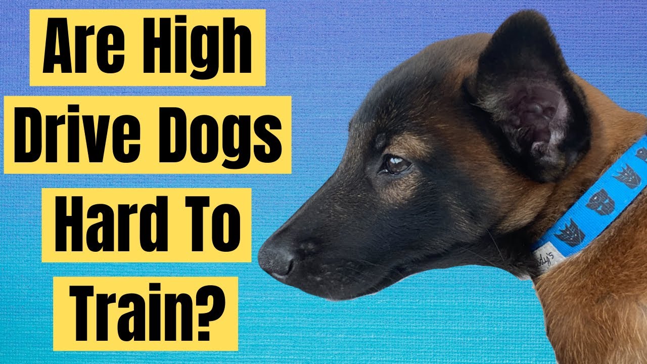 Raising A High Drive Puppy Part #1 - YouTube