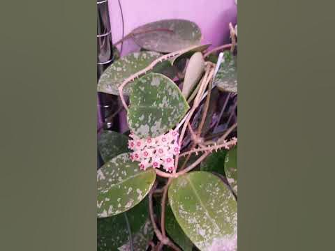 Hoya Acuta EPC-997 // хойя Акута ЕРС-997 - YouTube
