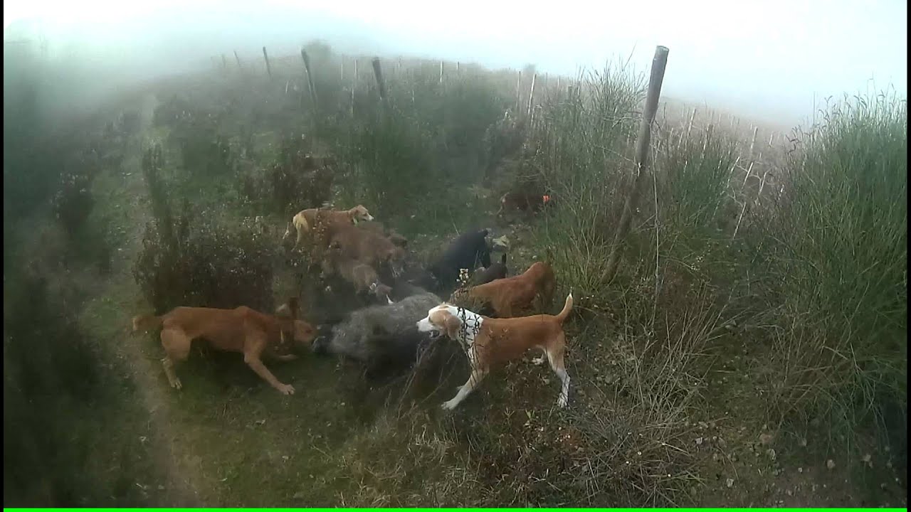 Caccia cinghiale nel Senese 2015/2016 abbattimenti eseguiti con ...