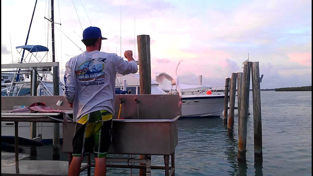 Go Fast Fishing Joe Maisano and Snowball the Egret - YouTube