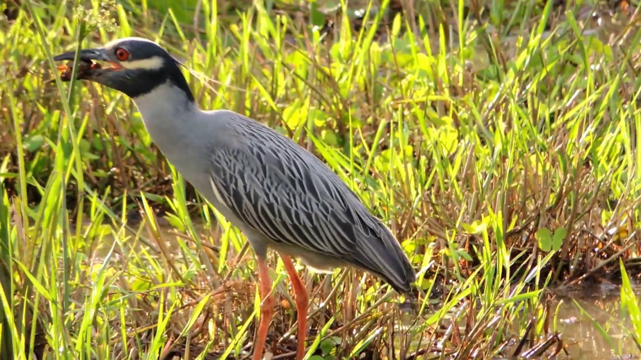 Aves de Venezuela - Ave de Barinas - Chicuaco Enmascarado - Nyctanassa ...
