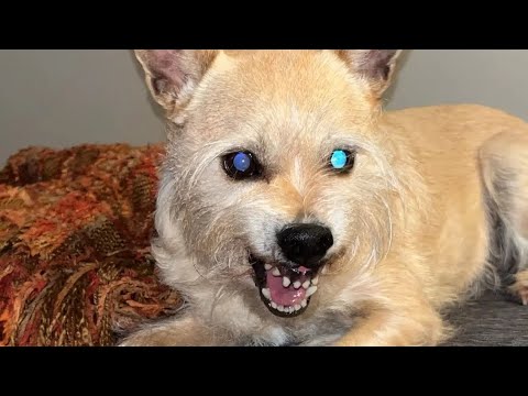 AP Psychology Shaping Penny Project (emotional) (not clickbait) (grab ...