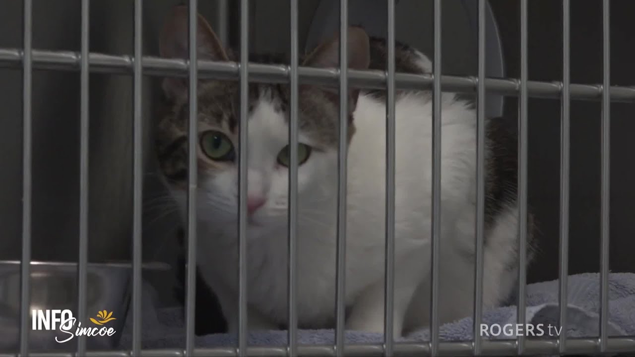 INFO Simcoe | Midland OSPCA - YouTube