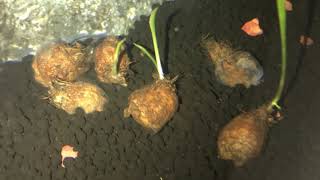 Plant growth time lapse - Betta Bulbs