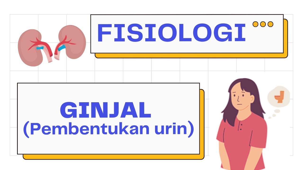 Fisiologi Lengkap Pembentukan Urin (Filtrasi, Reabsorbsi, Augmentasi ...