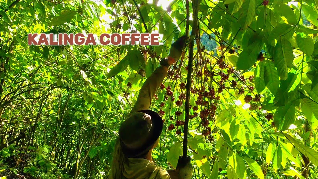Harvesting Coffee - YouTube