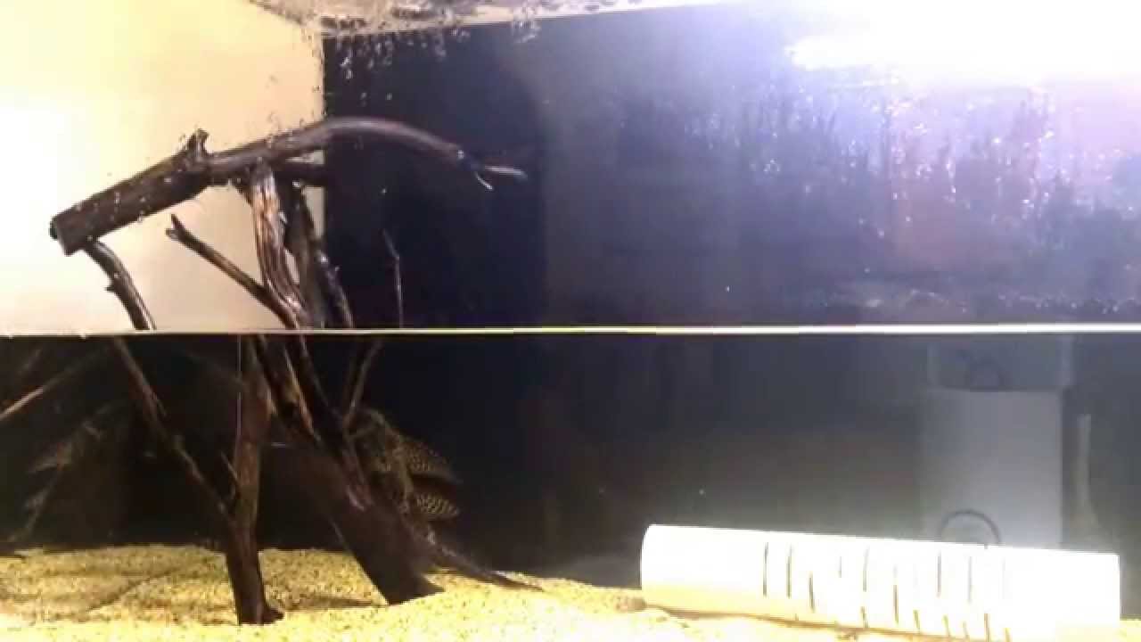 Toxotes Blythii Burmese Clouded Archer True freshwater - YouTube