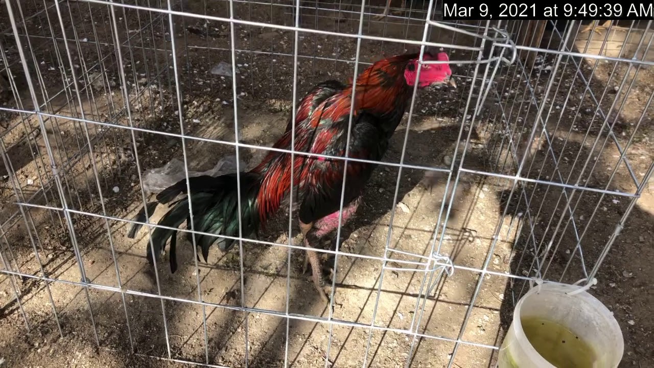 Qaib California - YouTube