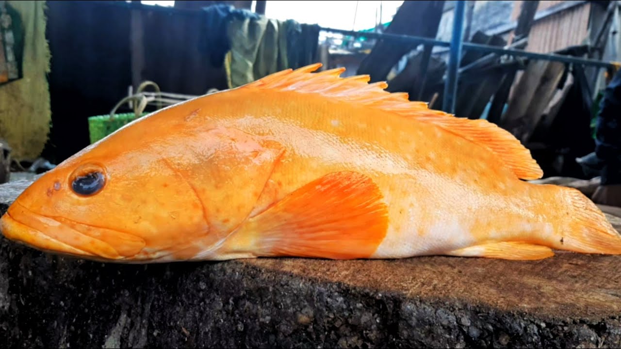 rare breed ♤ orange grouper fish ♤ cuttingvideo #kasimedu - YouTube