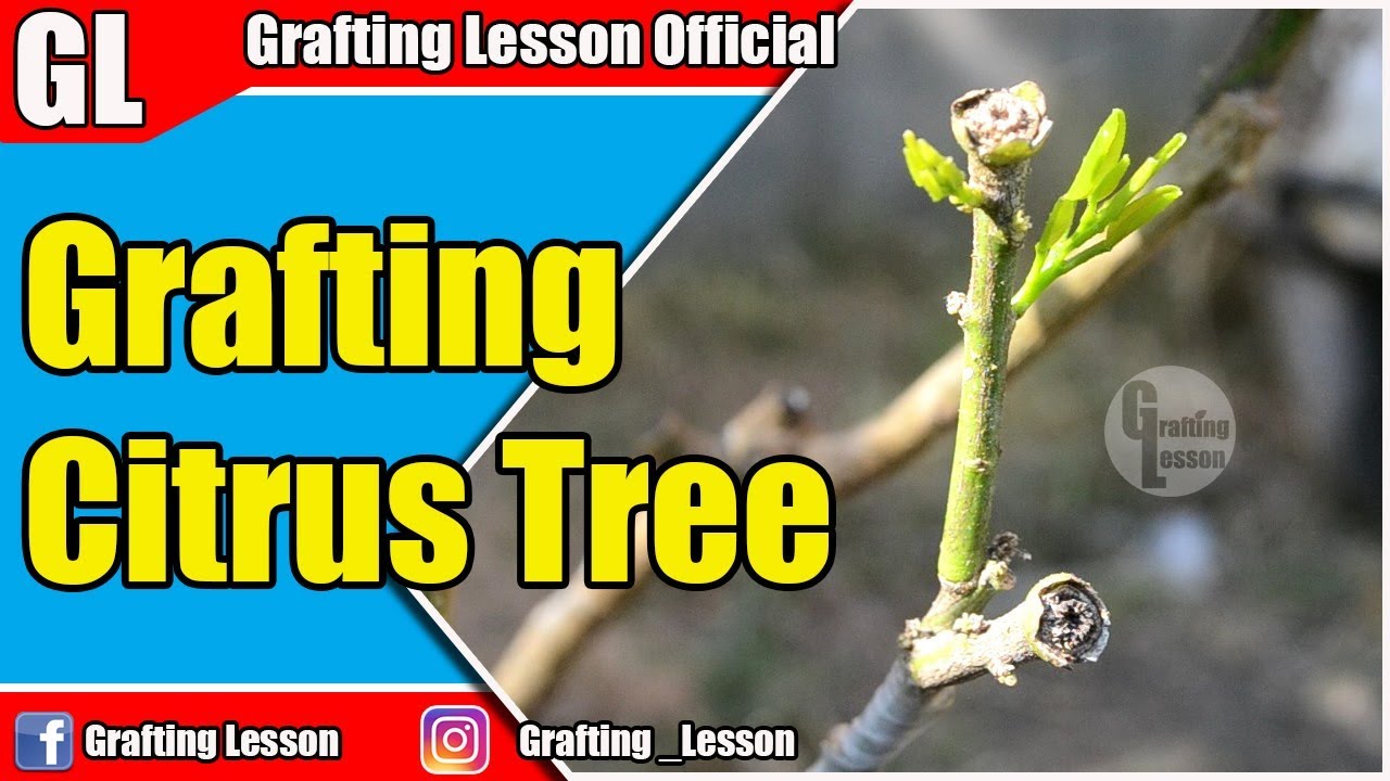 Grafting Two Different Plants - YouTube