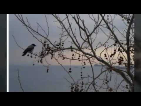 Ferdi Tayfur, mor dağlara yuva yapmış keklik