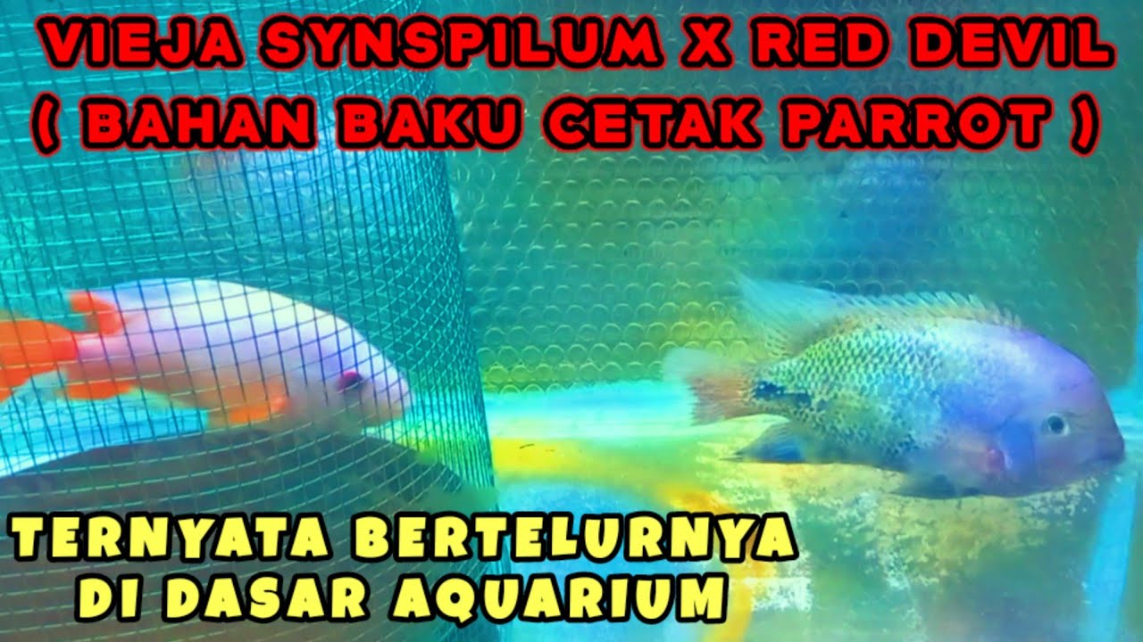 BUDIDAYA IKAN RED DEVIL X SYNSPILUM DI AQUARIUM #cichlid #breeding # ...