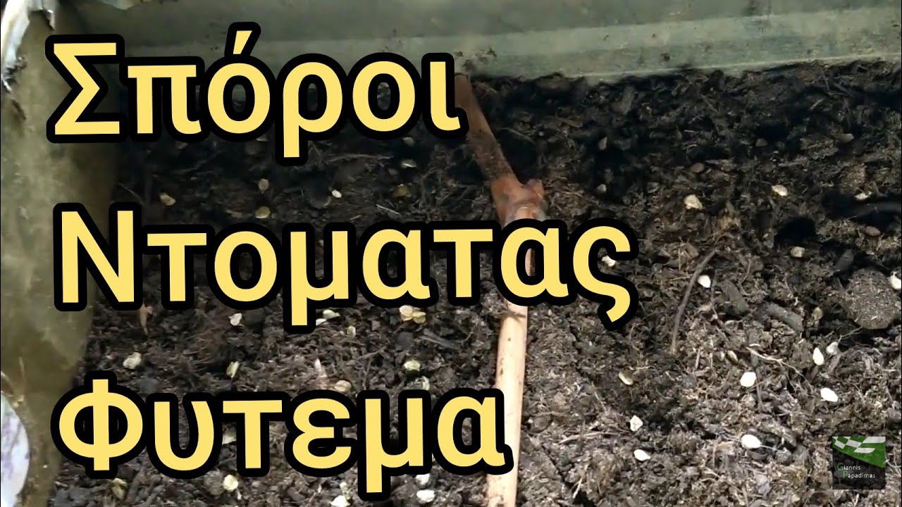 Σποροι ντοματας φυτεμα (Μανα) - YouTube