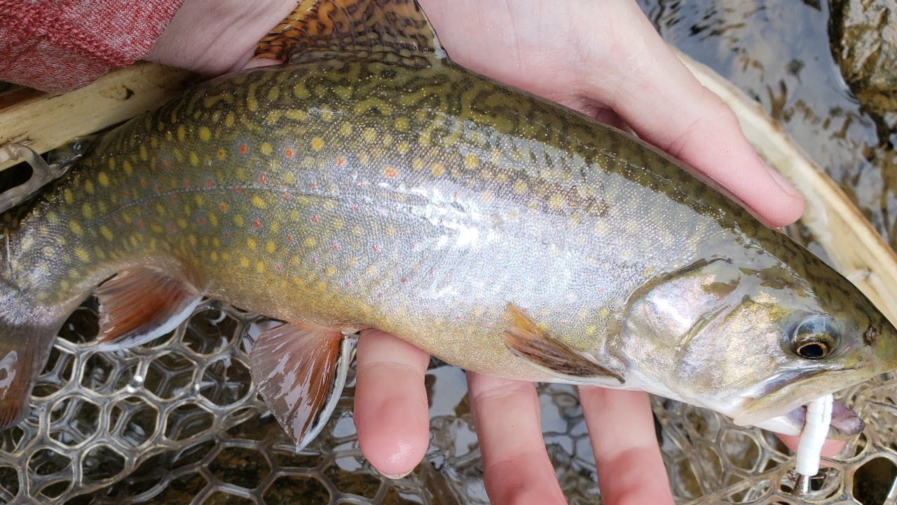 The Pennsylvania Trout "Trifecta" (Browns, Brooks, and Rainbows) - YouTube