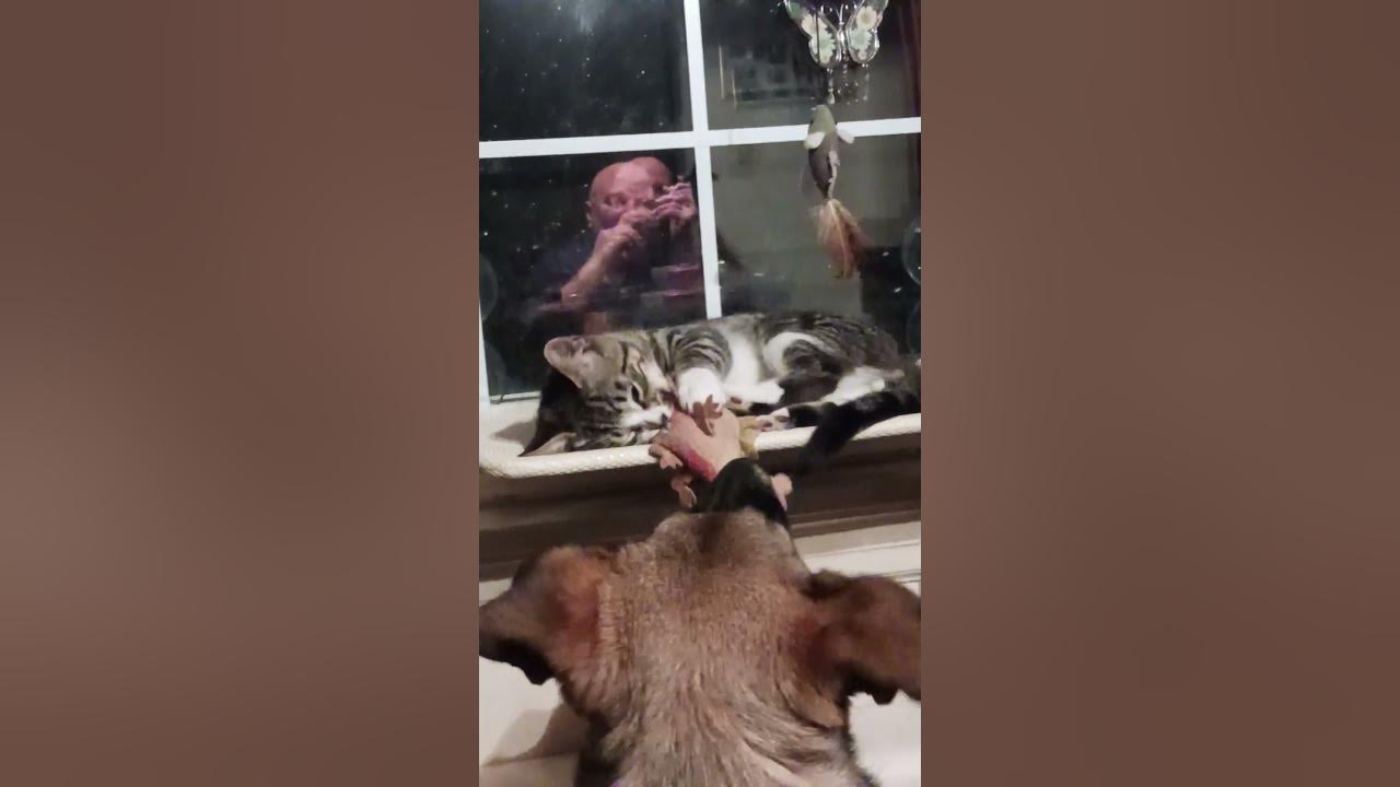 Gizmo high on catnip - YouTube