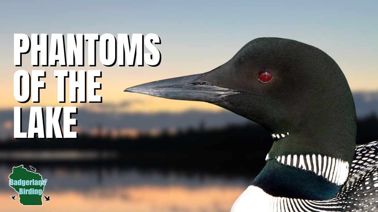 5 Things You Didn't Know About Common Loons - YouTube