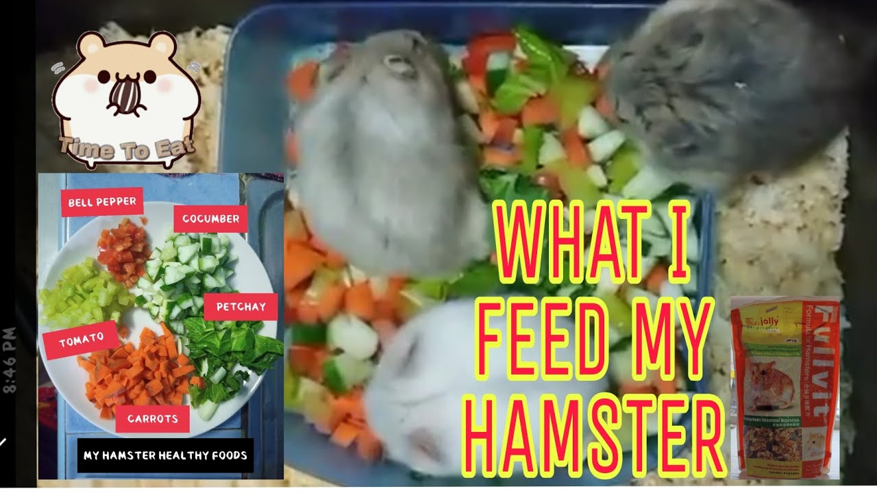 WHAT I FEED MY CAMPBELL DWARF HAMSTERS|HEALTHY DIET FOODS - YouTube