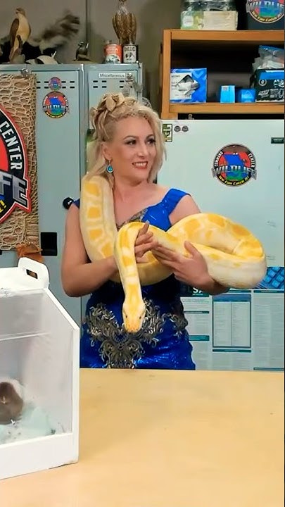 Python Wrangler 🐍 #shorts #animals - YouTube