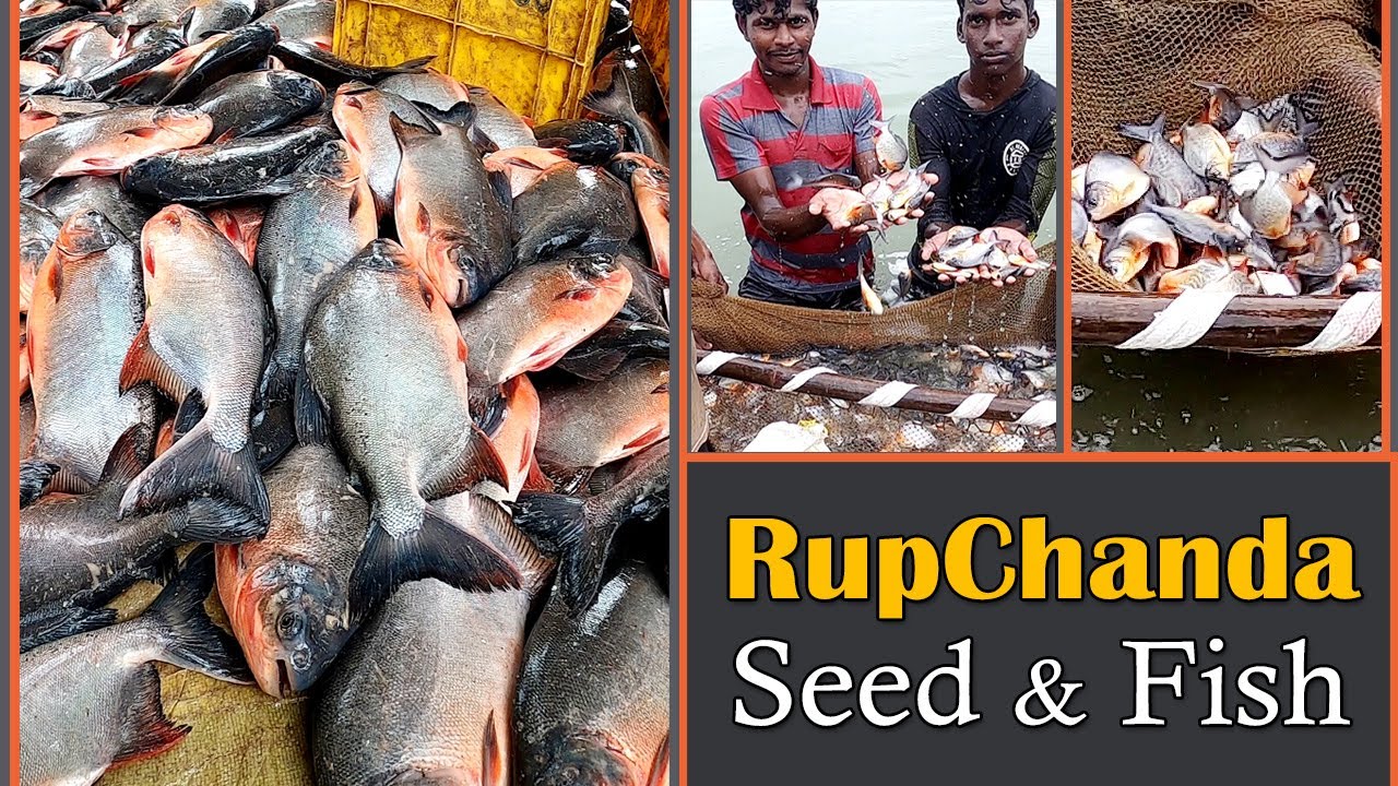 Rupchanda Fish Seed and Farming | Roopchand catching | Fish Processing ...