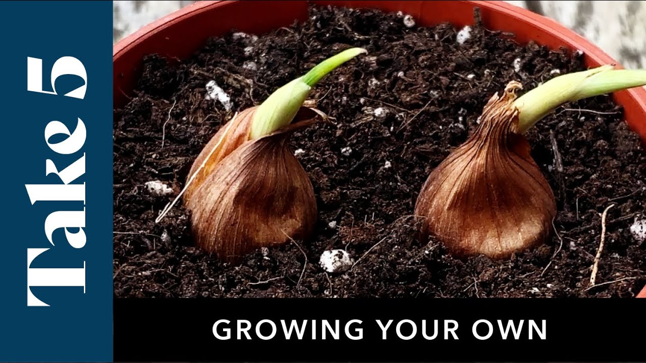 Take 5: Grow Your Own Way – With Mike and Tommy - YouTube