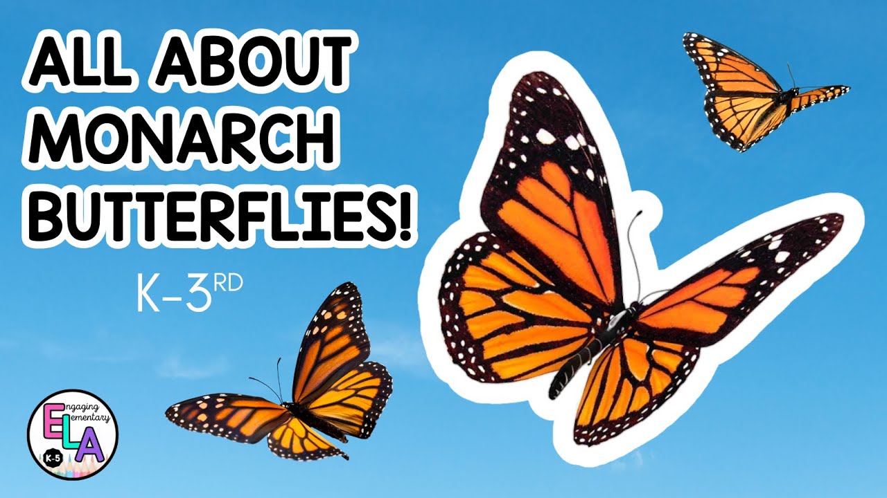 Monarch Butterfly Life Cycle & Migration for Kids - YouTube