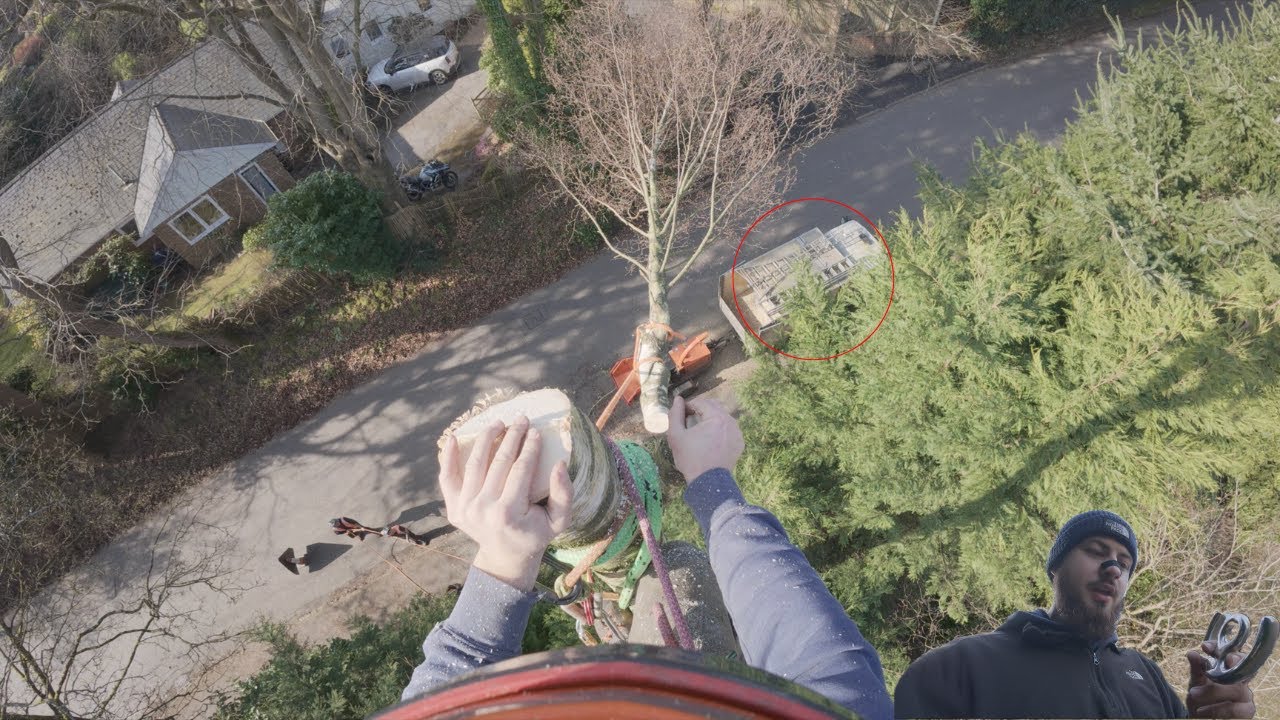 I took some HUGE RISKS to get this tree DOWN!!! - YouTube
